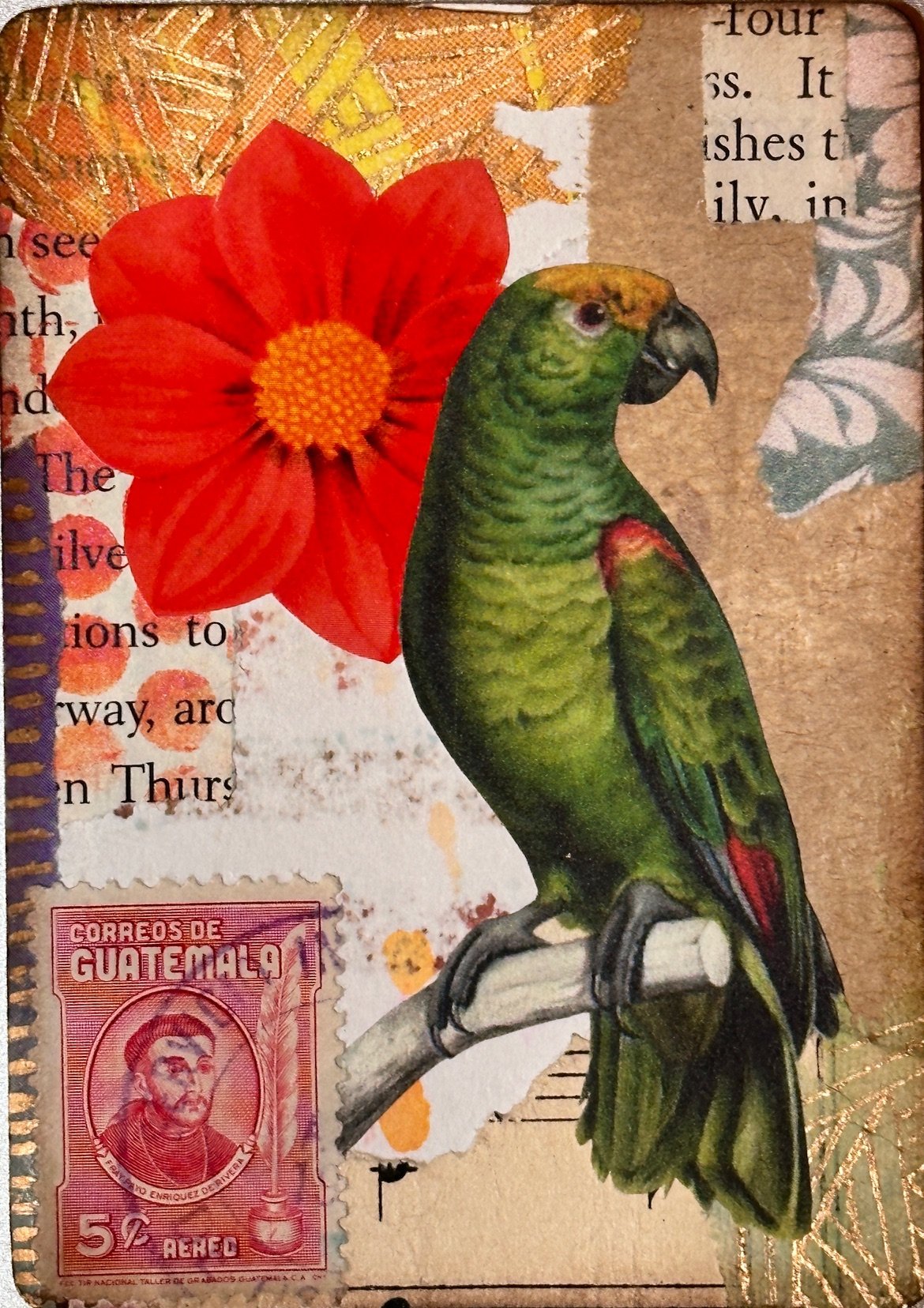 Yellow-Crowned Amazon_2025.jpg | ATCsforALL Forums